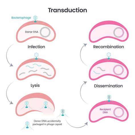Premium Vector Horizontal Gene Transfer Via Transduction Vector Illustration Scientific