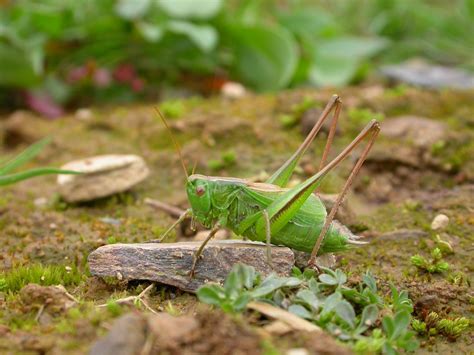 Metrioptera Bicolor Two Coloured Bush Cricket
