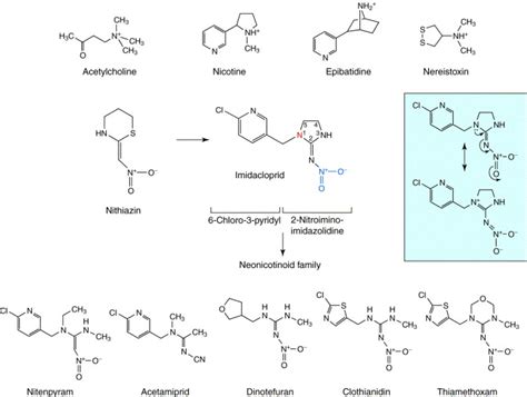 Acetylcholine Receptor Structure