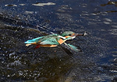 カワセミ 鳥見太蔵のとったどー日記2