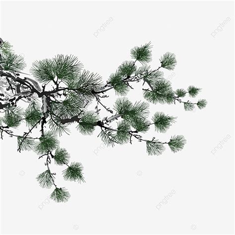 Pine Branches Png Picture Pine Tree Decorative Branch Elements