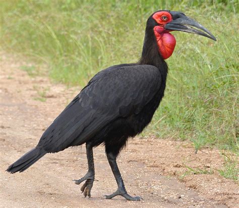 Missing African Ground Hornbill Oahu Nature Tours