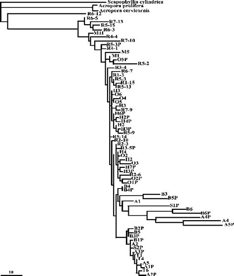 representative maximum parsimony tree with larger data set of 72 its