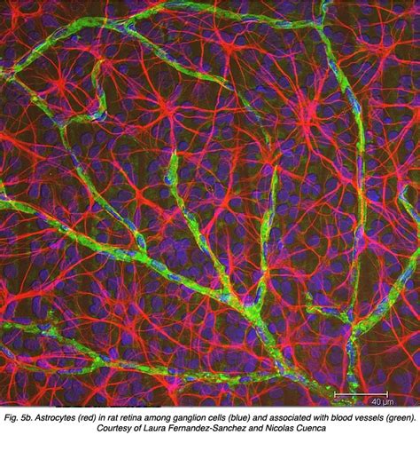 Glial Cells Of The Retina By Helga Kolb Webvision