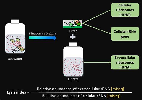 extracellular rrna provides a window on taxon specific microbial cell