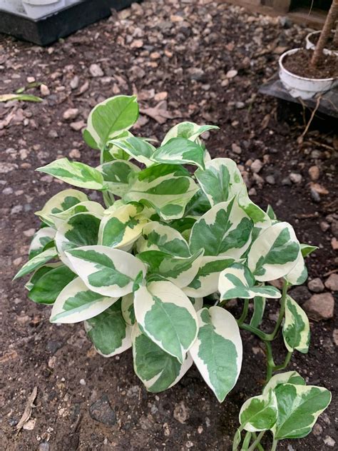 Devils Ivy N Joy Potho Inch Potted Plant Indoor Tropical Premium Plant Etsy