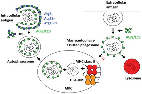 Frontiers Antigen Processing For Mhc Class Ii Presentation Via Autophagy