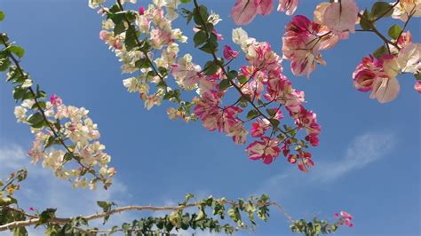 2024 01 지붕위에 만발한 꽃 1 Youtube