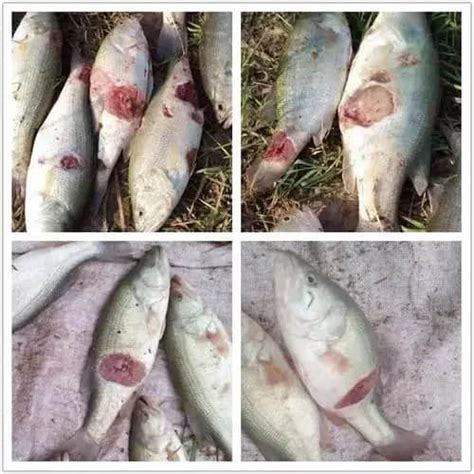 加州鲈烂身你处理对了吗？技术专题新闻中心新乡市赛科生物工程有限公司