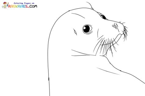 Ausmalbilder Robben Kostenlos Malvorlagen Zum Ausdrucken