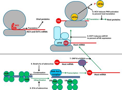 Interferon Alfa 2b Semantic Scholar