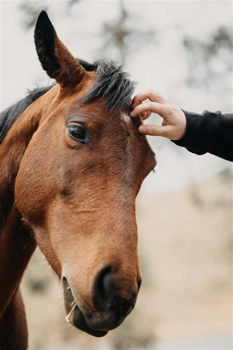 Anime Girl Saint 4k Photos Download The Best Free Anime Girl Saint 4k