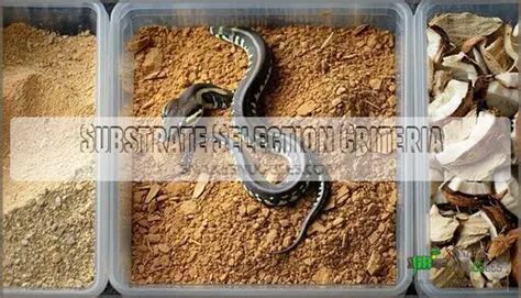 Safe Substrate For Snake Shedding 5 Best Options That Work