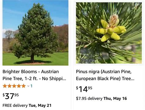 Plant Faqs Austrian Pine