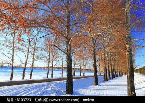 黄叶树林雪景高清图片下载 红动中国