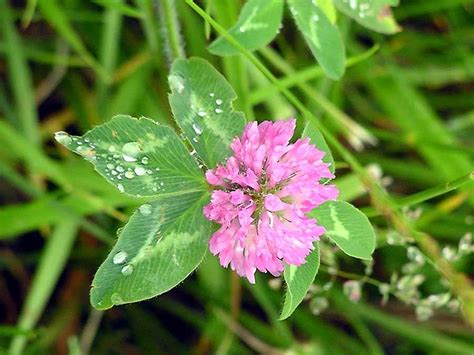 Gardenshop Pro Goo Gl 8zoa6d Mагазин „Градина” представя на вашето внимание семена от