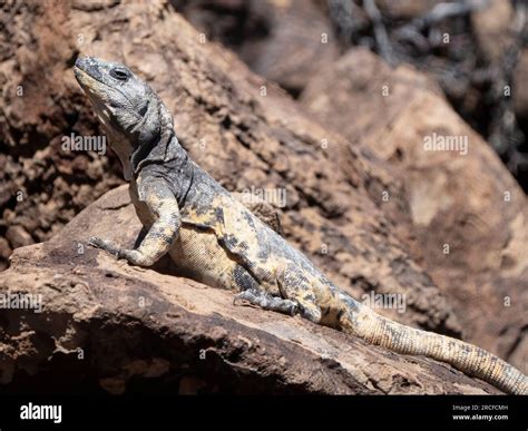 San Esteban Chuckwalla Egg