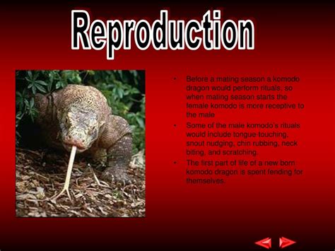 Ppt Fascinating Facts About Komodo Dragons Powerpoint Presentation