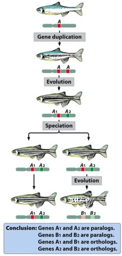 Genetics Chapter 26 Evolutionary Genetics Flashcards Quizlet