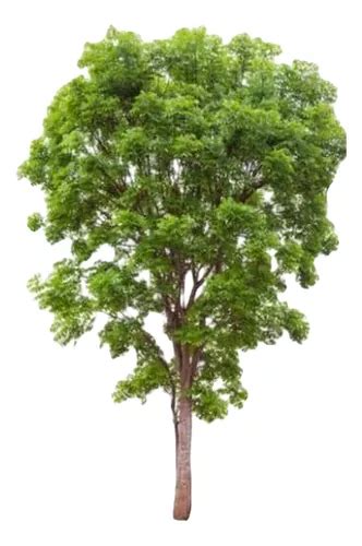 Huingan 15 Mts Schinus Polygama Árbol Nativo Ornamental Cuotas Sin Interés