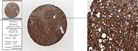 A Sankey Diagrams Used To Summarize The Data On The Nine Selected
