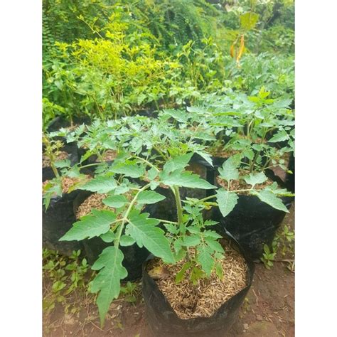 Jual Bibit Tanaman Buah Tomat Pohon Buah Tomat Shopee Indonesia