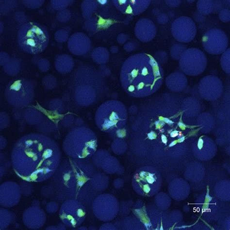 Sciart Elastomeric Material With Microscale Structures Nidcd