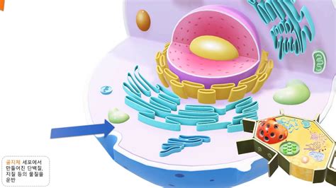 세포의 구조와 기능 Youtube