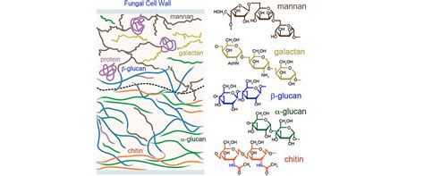 Fungal Cell Wall Structure