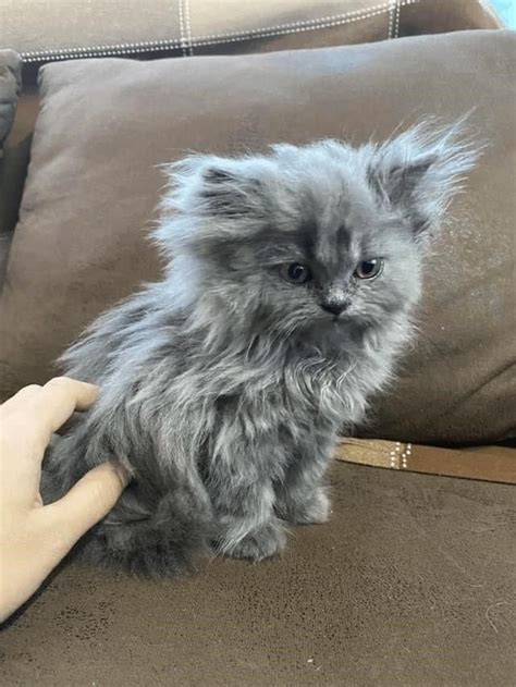 The 50 Cutest Kittens Of 2022 The Tiniest Sweetest And Spiciest