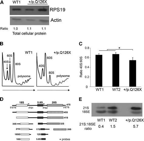 Ribosome Biogenesis Defects In Rps19 1 P Q126x Ipscs A Western Blot Download Scientific