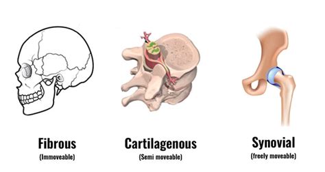 Types Of Joints The Skeleton Bones Anatomy Physiology