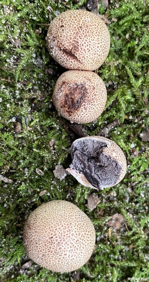 Scleroderma Verrucosum Mushroomexpert