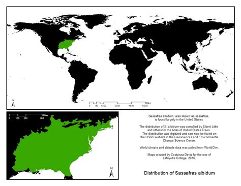 Sassafras Albidum Campus Tree Project