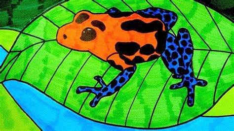 Poison Dart Frog Drawing