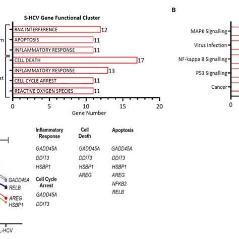 Short Term Hcv S Hcv Associated Network Function Gene Analysis A Download Scientific