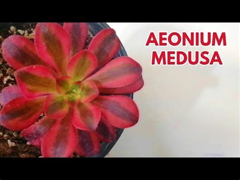 Descubre Todo Sobre Aeonium Medusa La Planta Suculenta