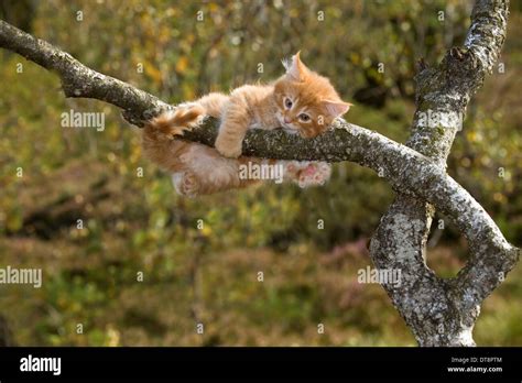 American Longhair Maine Coon Kitten Red Tabby 9 Weeks Old On A