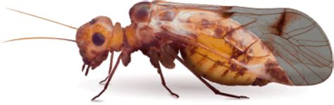Stored Product Pests Sydney Stored Product Pests Services Knock