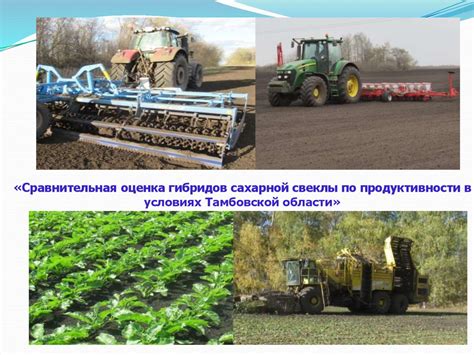 Сравнительная оценка гибридов сахарной свеклы по продуктивности в
