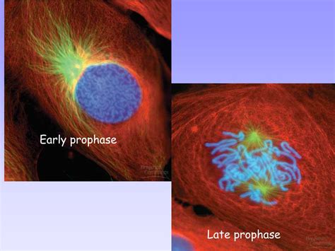 Prophase Ii Biology Dictionary