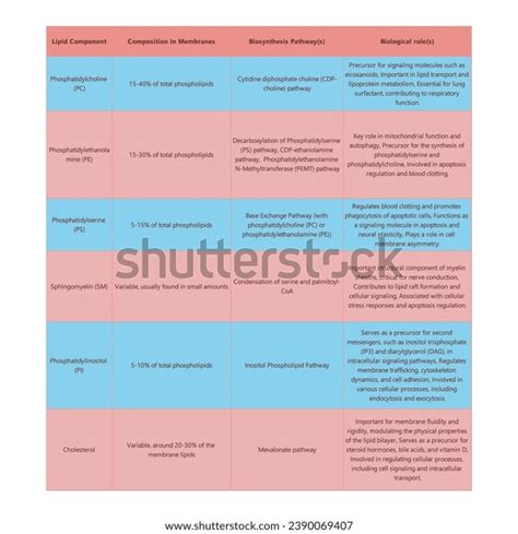 Table Showing Phospholipids Types Membrane Composition Stock Vector Royalty Free 2390069407