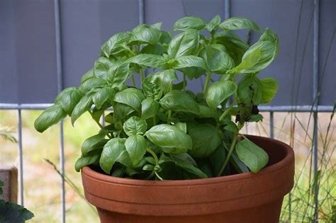 Does Basil Need Direct Sunlight Ready To Diy