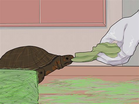 How To Care For A Hibernating Turtle With Pictures Wikihow