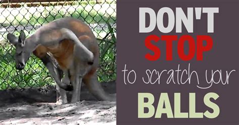 Don T Stop To Scratch Your Balls RetireMyAss