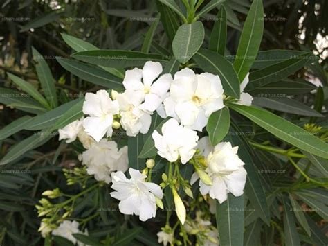 白花夹竹桃图片白花夹竹桃的叶子图片大全 花卉网