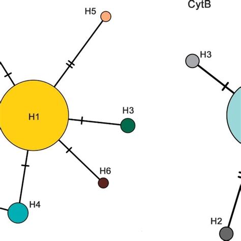 Median Joining Haplotype Networks For The Two Mitochondrial Genes