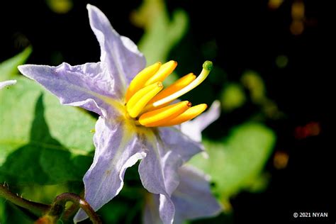 ワルナスビ悪茄子ナス科 Solanum carolinense 四季の山野草花の写真館