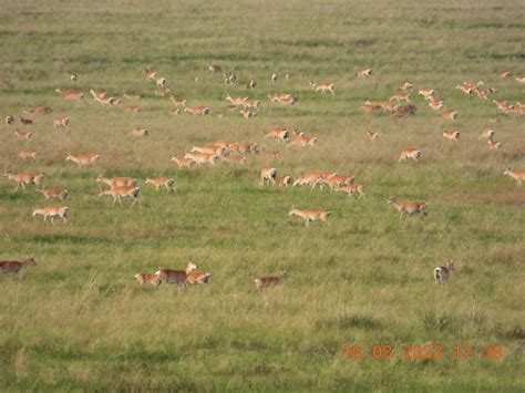 Тусгай хамгаалалттай байгалийн нөөц газарт цагаан зээрийн тандалтын ажлыг хийжээ