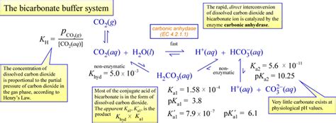 Phosphate Buffer System Equation